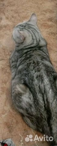 Отдаю кошку в добрые руки