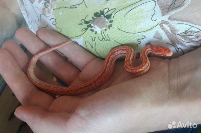 Маисовый полоз