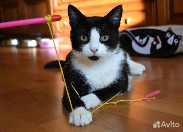 Кошка, которая принесет счастье