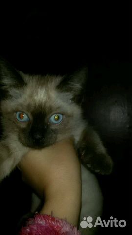 Сиамский котёнок