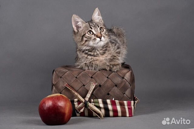 Котенок Ерошка в добрые руки