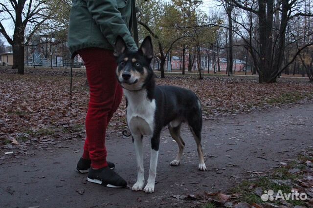 Метис Хаски и лайки мальчик