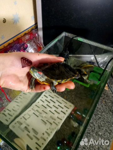 2 красноухие черепашки