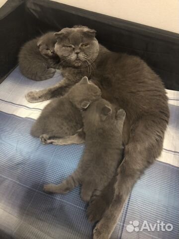 Продам котят