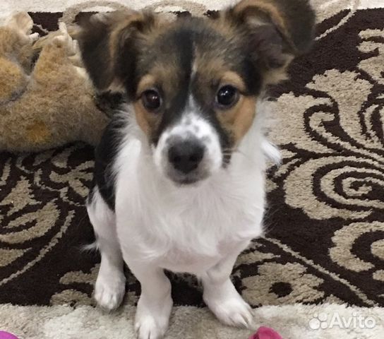 Продам собачку