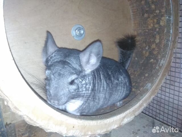 Семья шиншилл