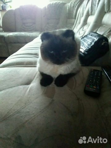 Ищу хозяев,прежних или новых