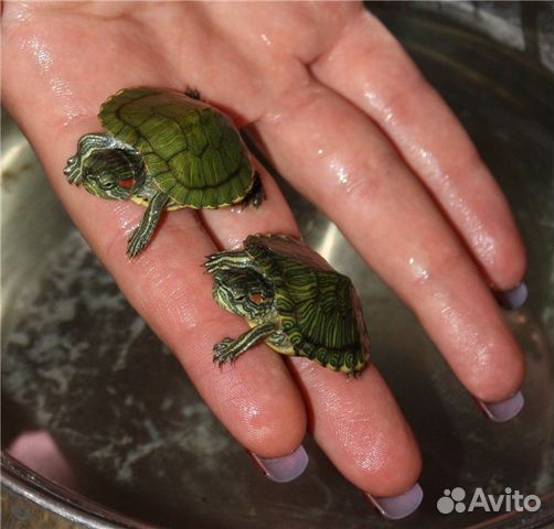 Черепахи ручные. Цена за трех