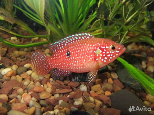 Хромис красавец малек