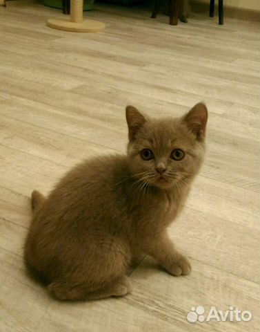 Котята британские