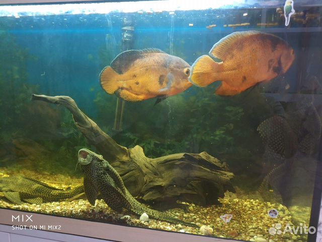 Астронотусы и парчовые сомы