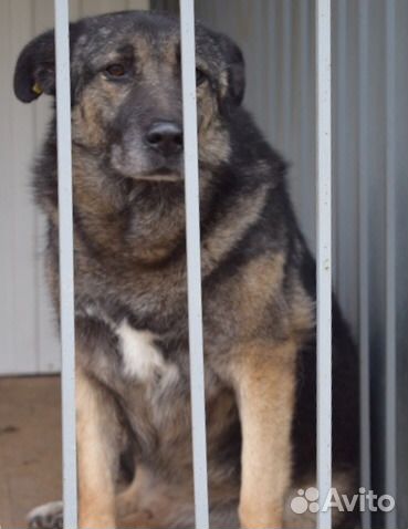 Взрослый пёс из приюта ищет дом