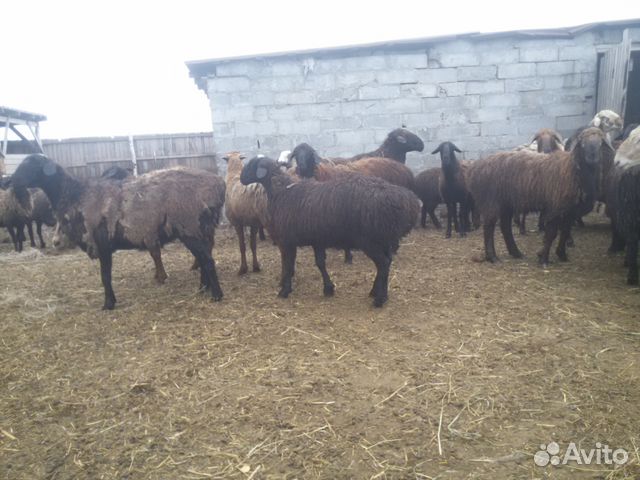 Курдючные ягнята. возраст 6 месяцев на племя