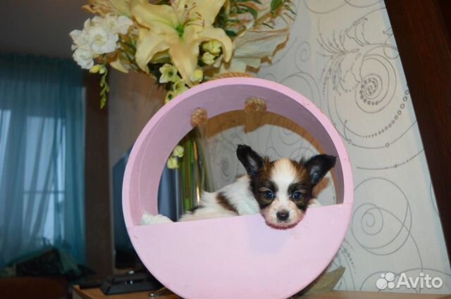 Папийона и фалена дети