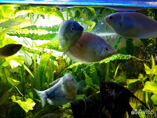 Аквариумные рыбки