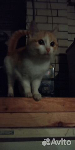 Отдам мурлыку в добрые руки