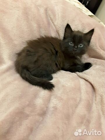 Полубомбейская кошка