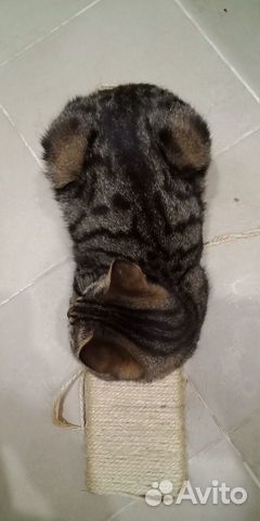 Кошечка