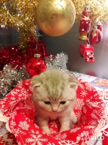 Британская кошечка