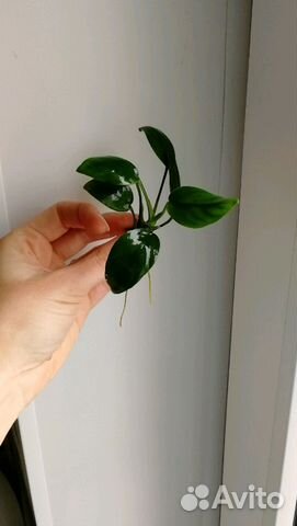 Аквариумное растение