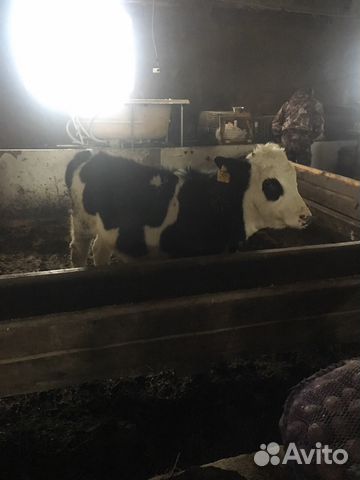 Телки, коровы