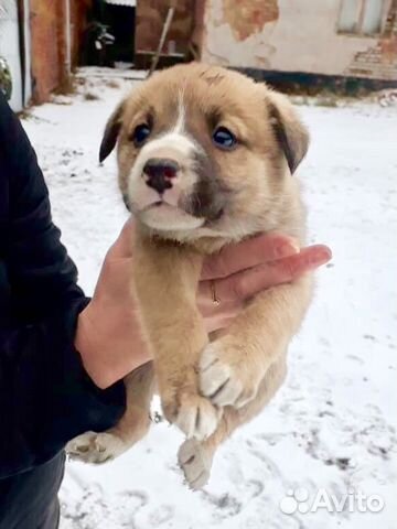 Малышка ищет дом