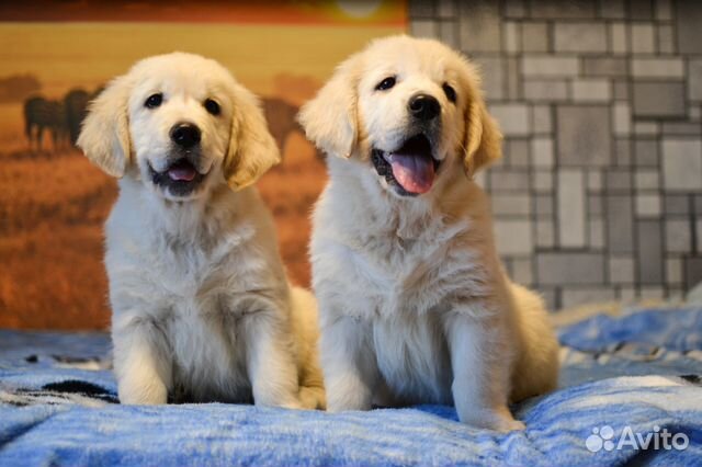 Предлагаются шикарные щенки золотистого ретривера