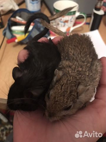 Мышки-песчанки