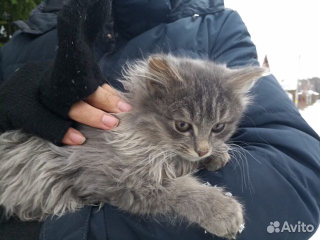 Пушистые сибирские котята