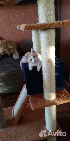 Котенок в добрые руки