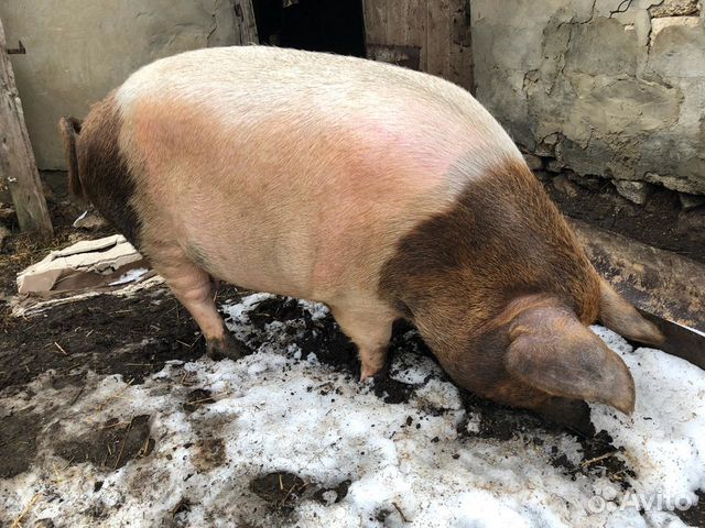 Продам супоросную свиноматку