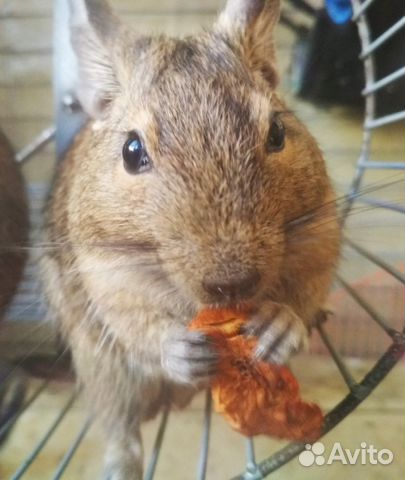 Дегусята в добрые ручки