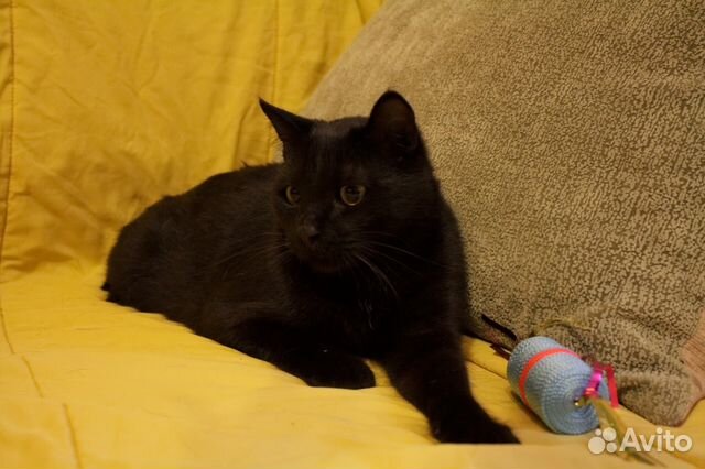 Гриша. Шикарный черный котяра