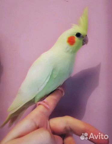 Кореллы (птенцы ) ручные