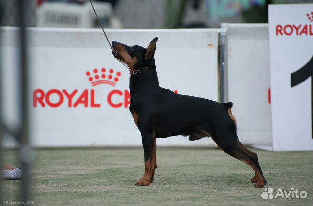 Продажа щенков породы Цвергпинчер