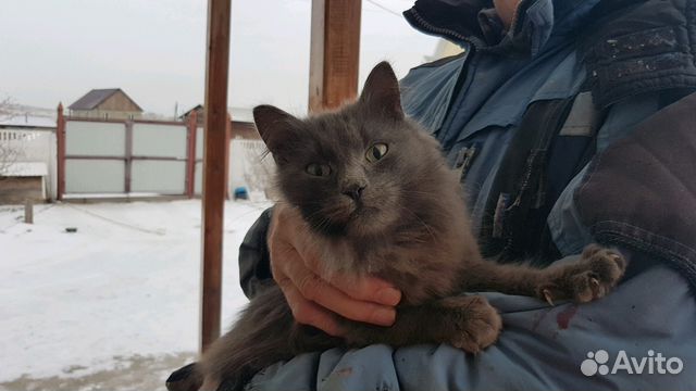 Найдена кошка