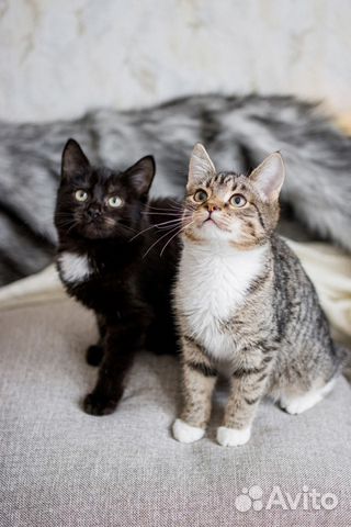 Куц и Кузя-котики от кошки бобтейла