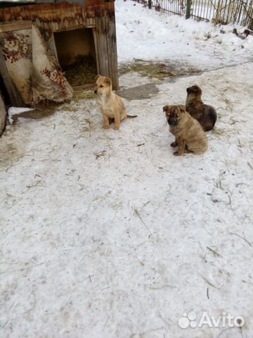 Кутята в добрые руки