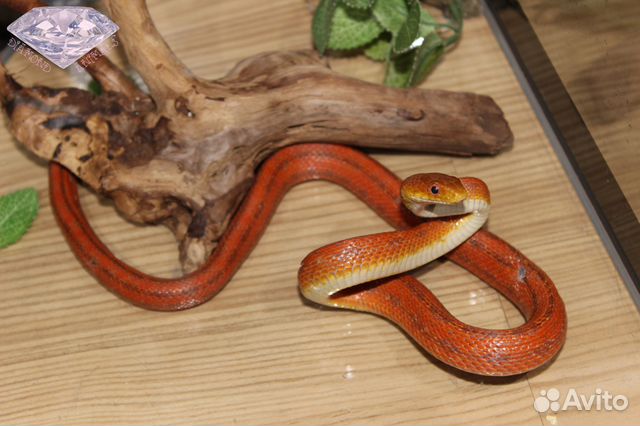 Рептилии полозы: Техасский, Росса Алена. паук фрин