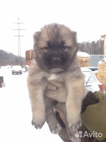 Среднеазиатская овчарка