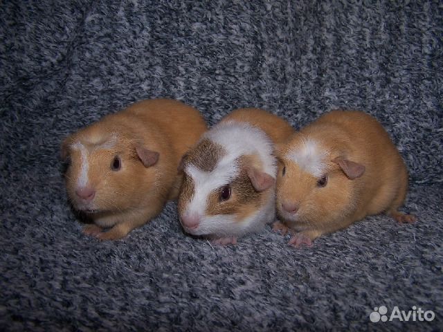 Морские свинки разных пород