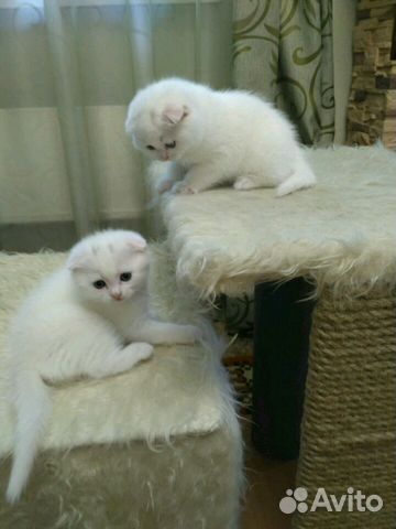 Шотландские котята