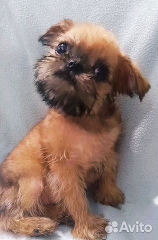 Маленький брюсселец