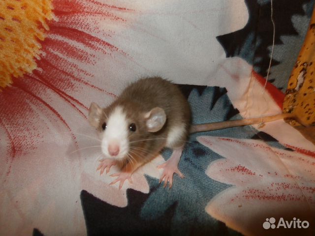 Крысята очаровашки - дамбо, стандарт + клетки