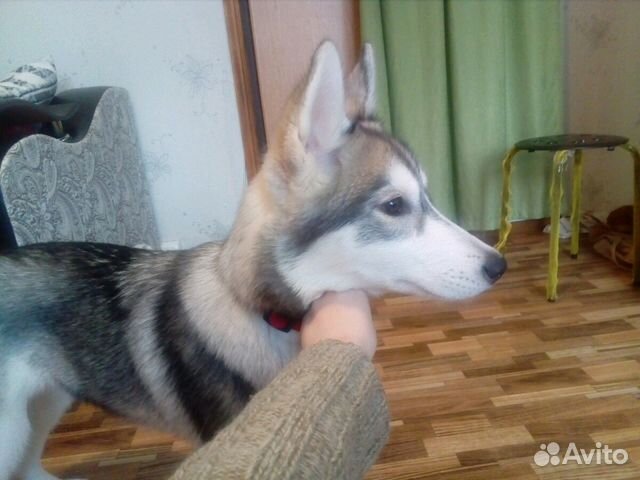 Сибирский хаски