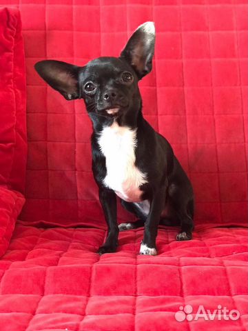 Девочка Чихуашка