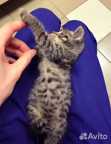 Котята (1-1,5мес) в добрые руки,мальчик и девочка