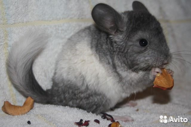 Шиншилла Белый Вильсона Мозаика носитель сапфир