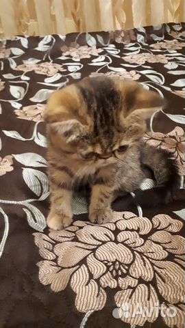 Котенок Экзот