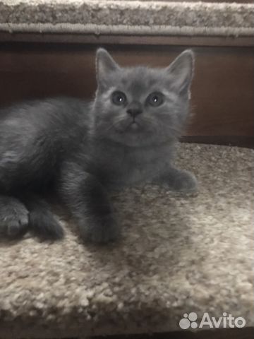 Плюшевый котик